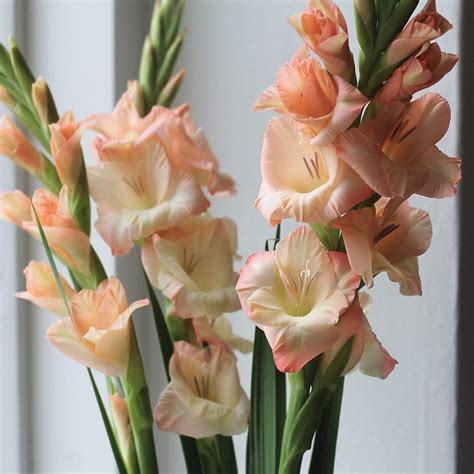 What Is The Origin Of The Gladiolus Flower At Dolores Robertson Blog