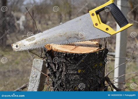 Saw A Hacksaw At The Cut Branch Cutting A Tree Branch With A Hand Garden Saw Stock Photo