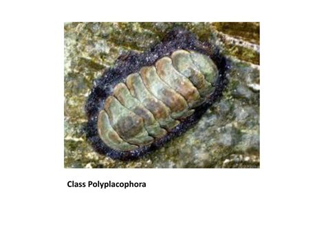 Ppt Lab 1 Microscopy Powerpoint Presentation Free Download Id5857678