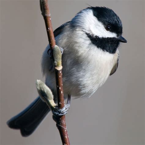 Birdist Rule 71 Figure Out What Kind Of Chickadees Youve Got Audubon