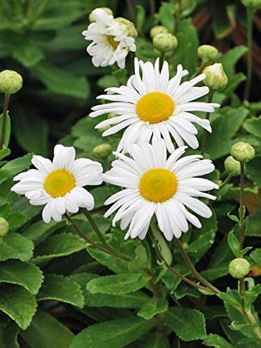 Pruning And Propagating Montauk Daisies Using Cuttings Artofit