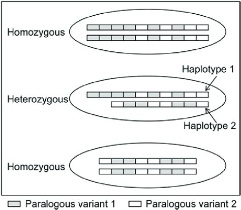 schematic illustration of genotypes haplotypes and paralogous