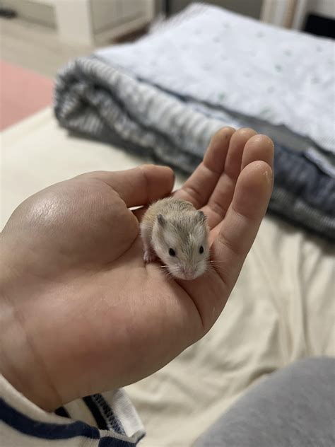 아기사슴햄스터 4마리 분양합니다~ 유기견 무료분양 And 강아지 고양이 입양 사이트 유기견보호센터