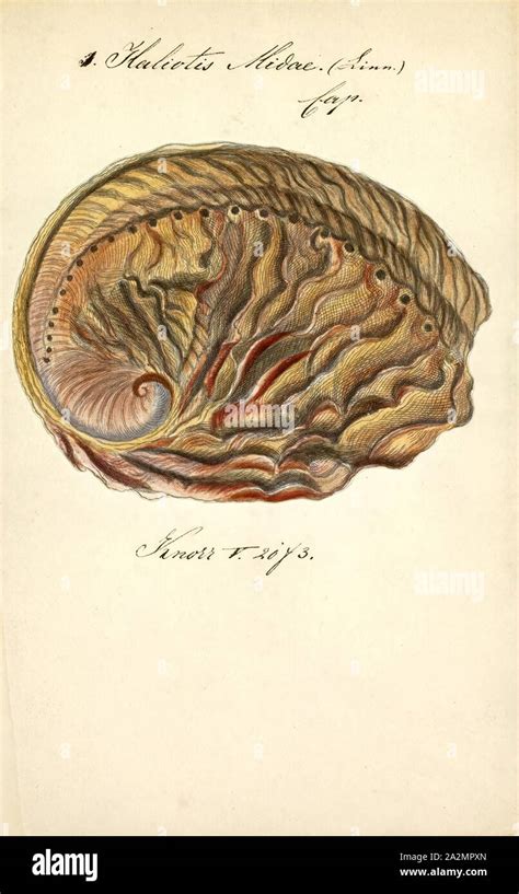 Haliotis Midae Print Haliotis Midae Known Commonly As The South African Abalone Or The