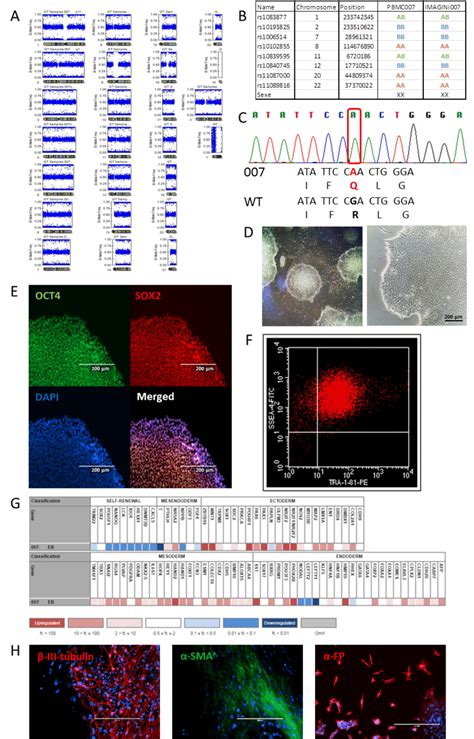 A IMAGINE P Genomic SNP Array Analysis Showing A Normal Female Download Scientific
