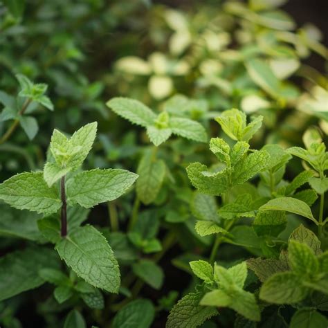 Peppermint Vs Spearmint Exploring The Differences