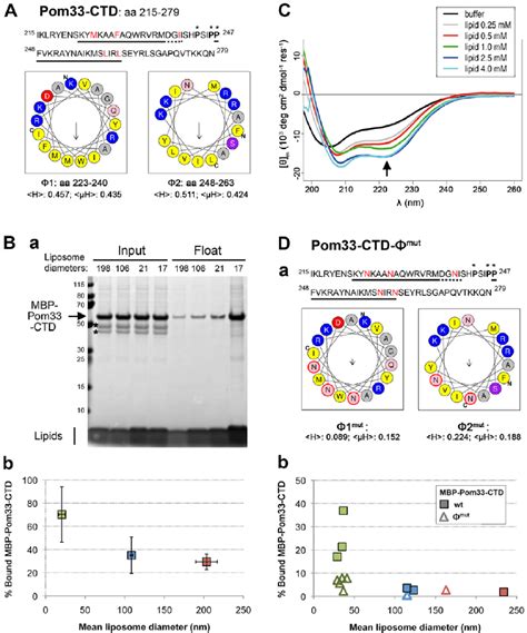 Two Amphipathic Helices Within Pom33 Ctd Contribute To Its Binding To