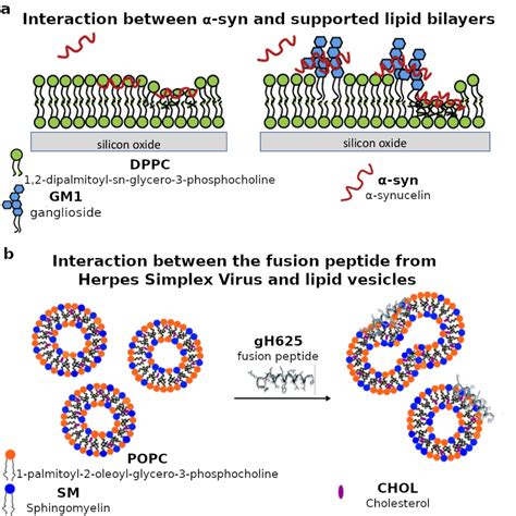 a schematic representation of the interaction between α synuclein