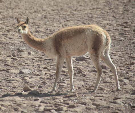 Making An Add On For Precision Drawing Tools Cad Python Api