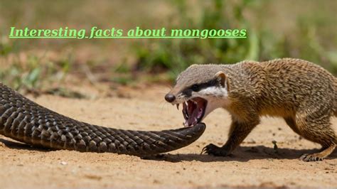 Interesting Facts About Mongooses Youtube