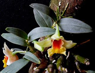 Dendrobium Bellatulum Care And Culture Travaldos Blog