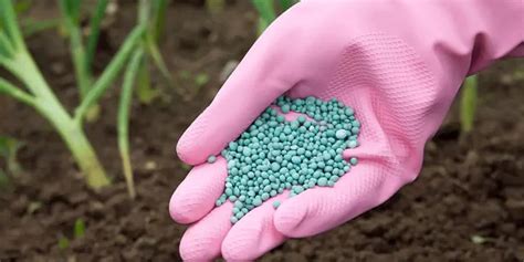 Cypress Texas S Best Tree Shrub Fertilization Services