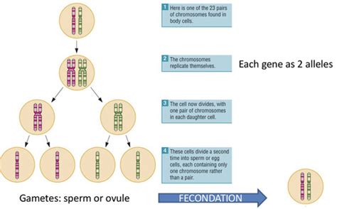 Chapter 5 Genetics And Brain Development Flashcards Quizlet
