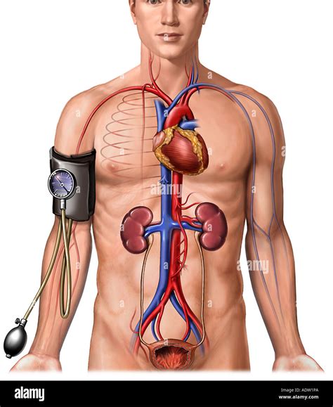 Placement Of Blood Pressure Cuff Sphygmomanometer Stock Photo Alamy