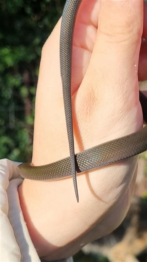 Sex Of This Noodle Rsnakes