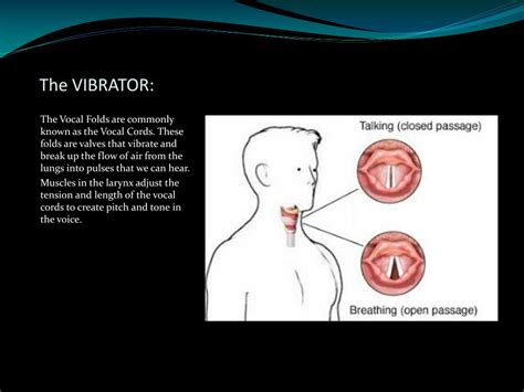 PPT The Human Voice PowerPoint Presentation Free Download ID