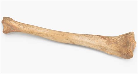 Real Tibia Bone