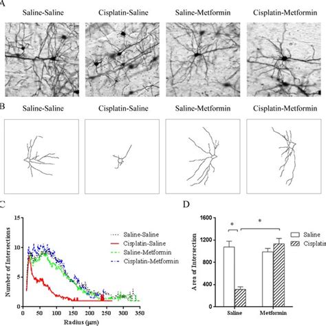Effect Of Cisplatin And Metformin On Dendritic Download Scientific Diagram