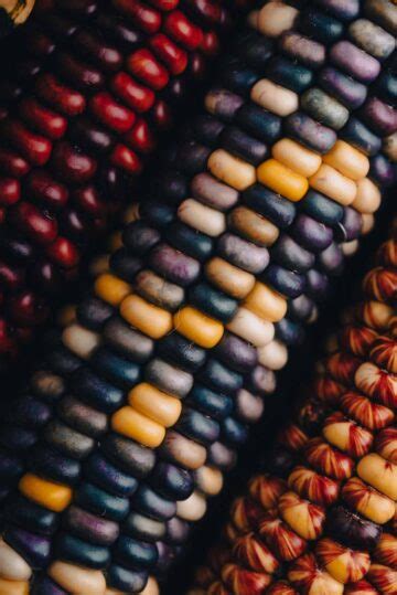 How To Grow Corn In A Raised Bed Maximum Yields