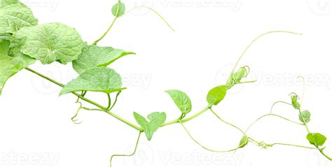 Un Planta Con Verde Hojas Y Hojas En él Verde Carda Calabaza árbol