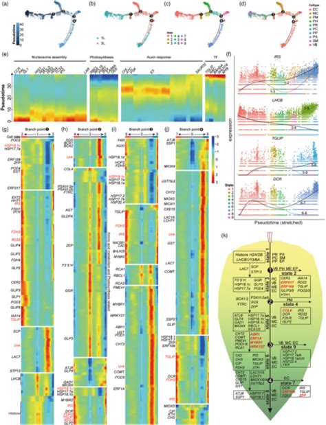 文献解读 单细胞转录组图谱揭示了茶叶中儿茶素酯的发育轨迹和新的代谢途径 知乎