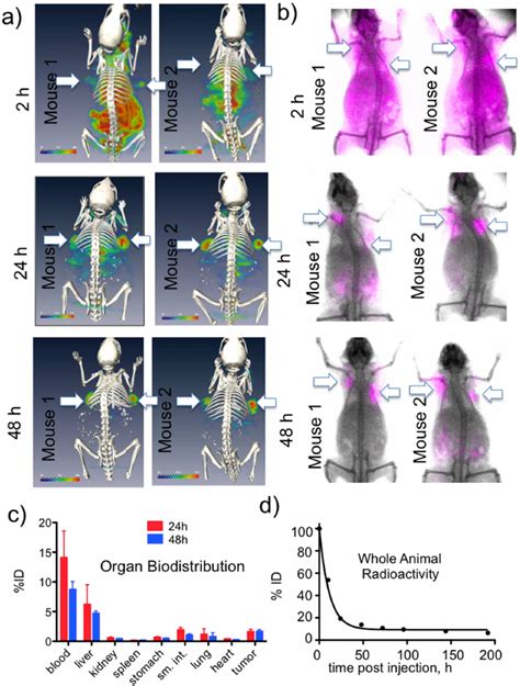Multimodal Imaging Of Epr Tumor Targeting And Elimination Of Download Scientific Diagram