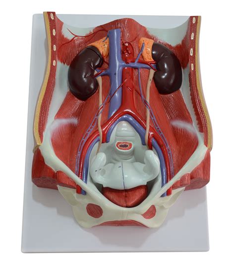 Gd0330 Male And Female Urogenital System Optikascience