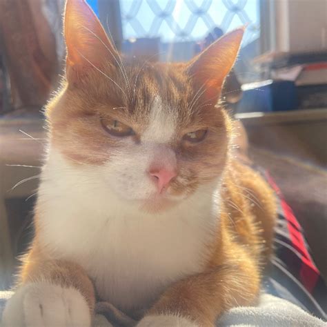 微服务架构 Processon思维导图流程图