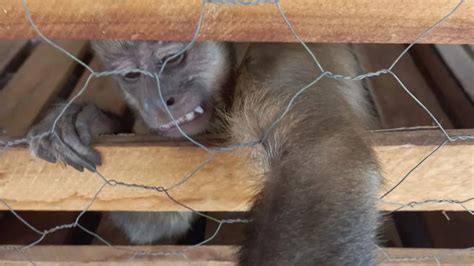 Volta De Chico Análise De Microchip Confirma Retorno De Macaco Que Amolava Faca Em Prédio