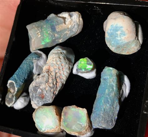 Opalised Fossils General Fossil Discussion The Fossil Forum