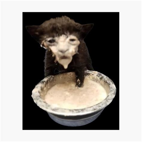 Impression Photo « Milk Face Cat Meme Chat Au Lait Maudit Par