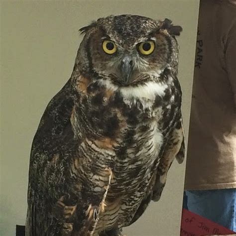 Cecilia Wright Youtube