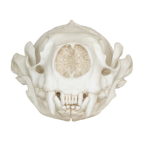 Replica Sea Otter Skull For Sale Skulls Unlimited International Inc