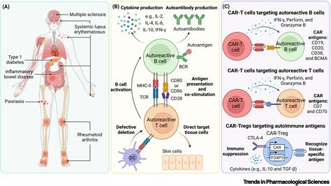 Frontiers In Car T Cell Therapy For Autoimmune Diseases Trends In