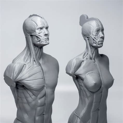 Human Anatomy Statue Etsy