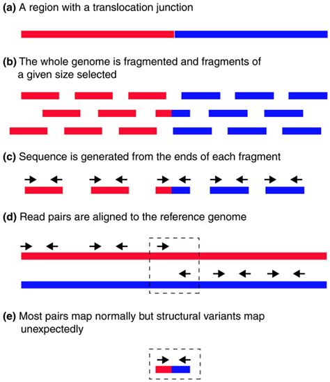 mapping structural variants using the paired end read strategy a a