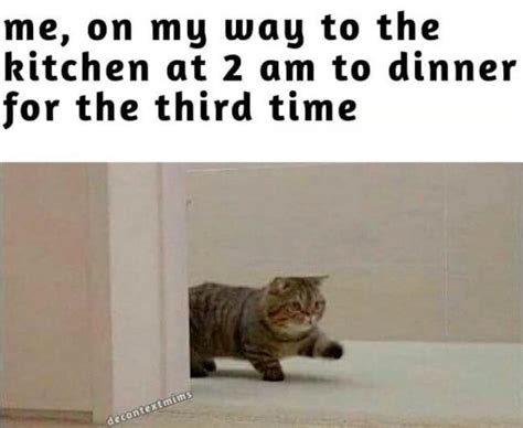 25 National Cat Day Memes To Celebrate The Humor And Dramatics Of Cats