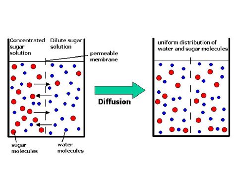 Movement Of Materials The Cell Membrane Plasma Membrane