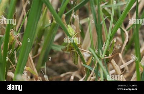 Grasshopper Sitting On Blade Of Grass Chirping Stock Video Footage Alamy