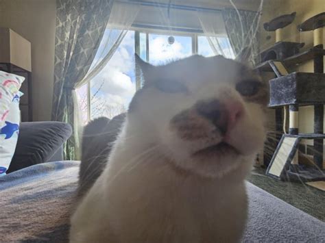 Squad Goals Cue Spongebob Nose Flute Reldenring