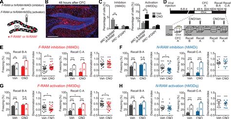 Functionally Distinct Neuronal Ensembles Within The Memory Engram Abstract Europe Pmc