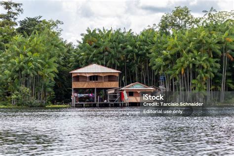 ブラジルのアマゾン地域の川岸の伝統的な高床式住宅 マラジョ島のストックフォトや画像を多数ご用意 マラジョ島 アサイーベリー