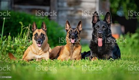 풀밭에 있는 두 마리의 벨기에 목자 말리누아와 한 명의 독일 셰퍼드 벨기에말리노이즈에 대한 스톡 사진 및 기타 이미지 벨기에말리노이즈 개 독일셰퍼드 Istock