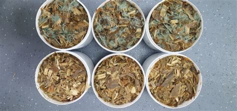 How Silage Additive Helps Ensure Maize Quality Anglia Farmer Magazine