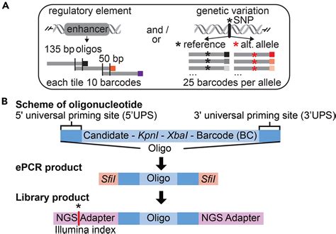 Cell Press Star Protocols