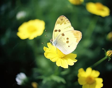 꽃 위에 노란 나비가 있는 이미지 곤충 꽃 나비 배경 일러스트 및 사진 무료 다운로드 Pngtree