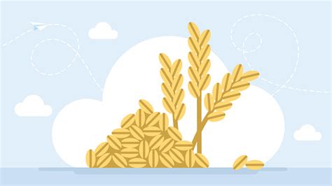 밀과 곡물 스파이크 옥수수의 황금 귀입니다 곡물 식물 및 시리얼 호밀 보리 및 밀 귀 스파이크 음식 패키지 디자인 템플릿 조각 음식입니다 플랫 그림입니다 Veganuary에