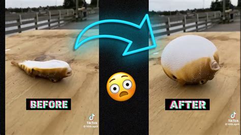 Puffer Fish Puffing Up Pufferfish YouTube