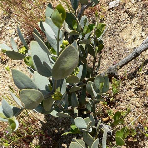 Desert Trees Information Names Adaptations And Photos