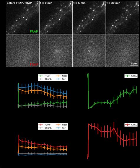 Figure S3 Live Frapfdap Of Dendra2 Gephyrin Preliminary Experiments
